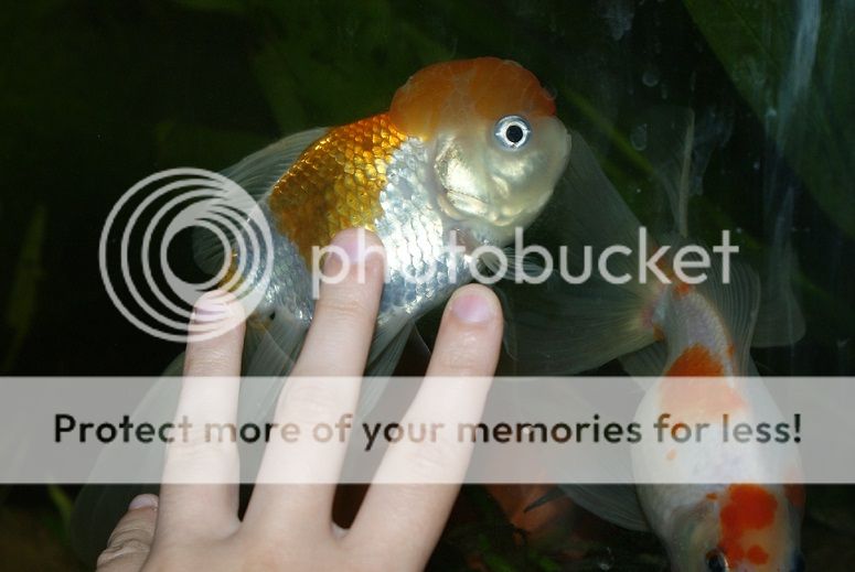 Dwarf puffer, goldfish tank, and furries | Betta Fish Forum