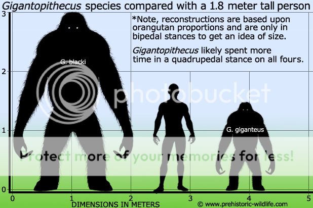 Gigantopithecus VS American Black bear. in Animal vs Animal Forum