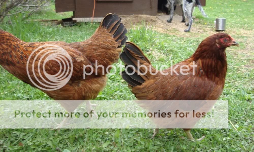 Please, help identify these mixed breed hens | BackYard Chickens ...