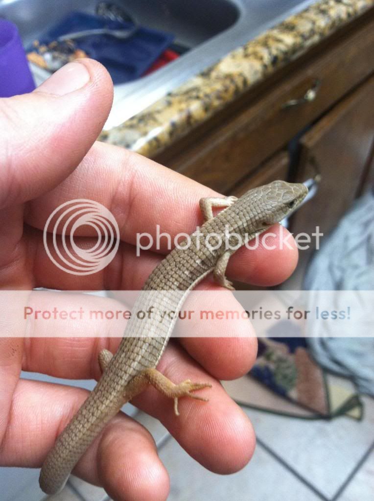 cool alligator lizard! front yard find! - Field Herp Forum