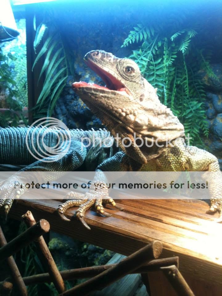 Angry Iguana thread. | Reptile Forums