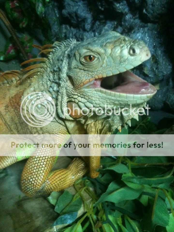 Angry Iguana thread. | Reptile Forums