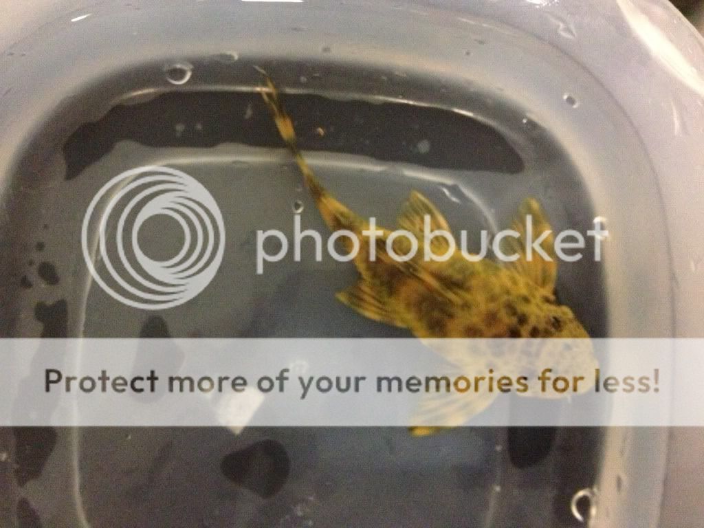 EOI - L387 breeding pair | PlecoPlanet