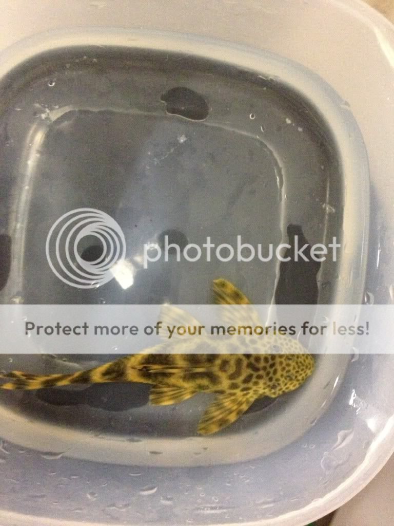 EOI - L387 breeding pair | PlecoPlanet